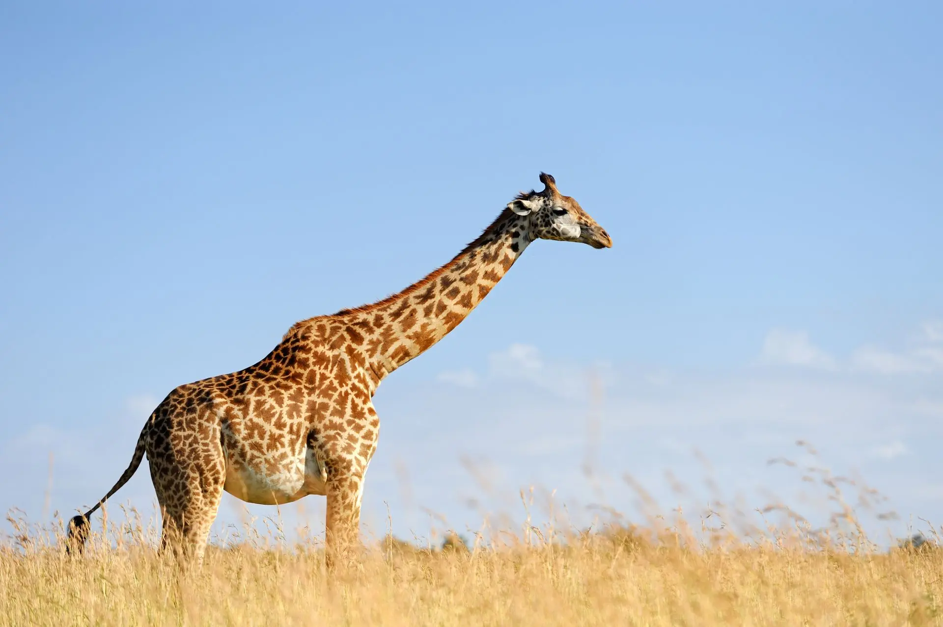 Eco-Luxury Safaris in Kenya: The Gift That Keeps on Giving. | Stellar ...